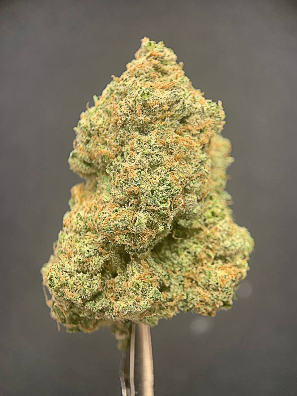 Bruce Banner Strain | กัญชาสายพันธุ์ Hybrid แรงระดับฮีโร่