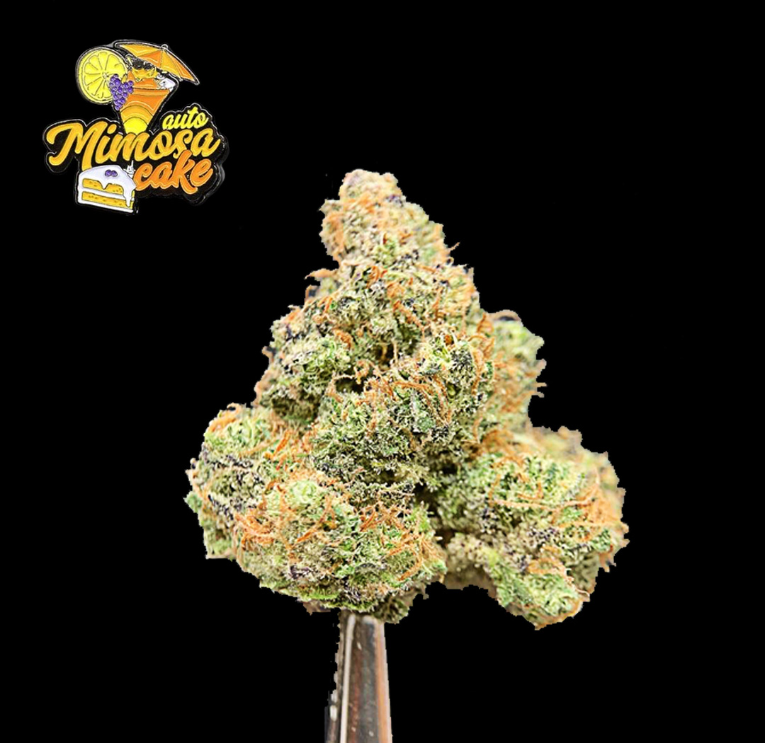 Mimosa Cake Strain สายพันธุ์กัญชากลิ่นผลไม้สดใส กลิ่นดี ฟีลดี